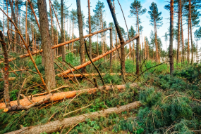 Main Threats To Forests Forest Stewardship Council邃